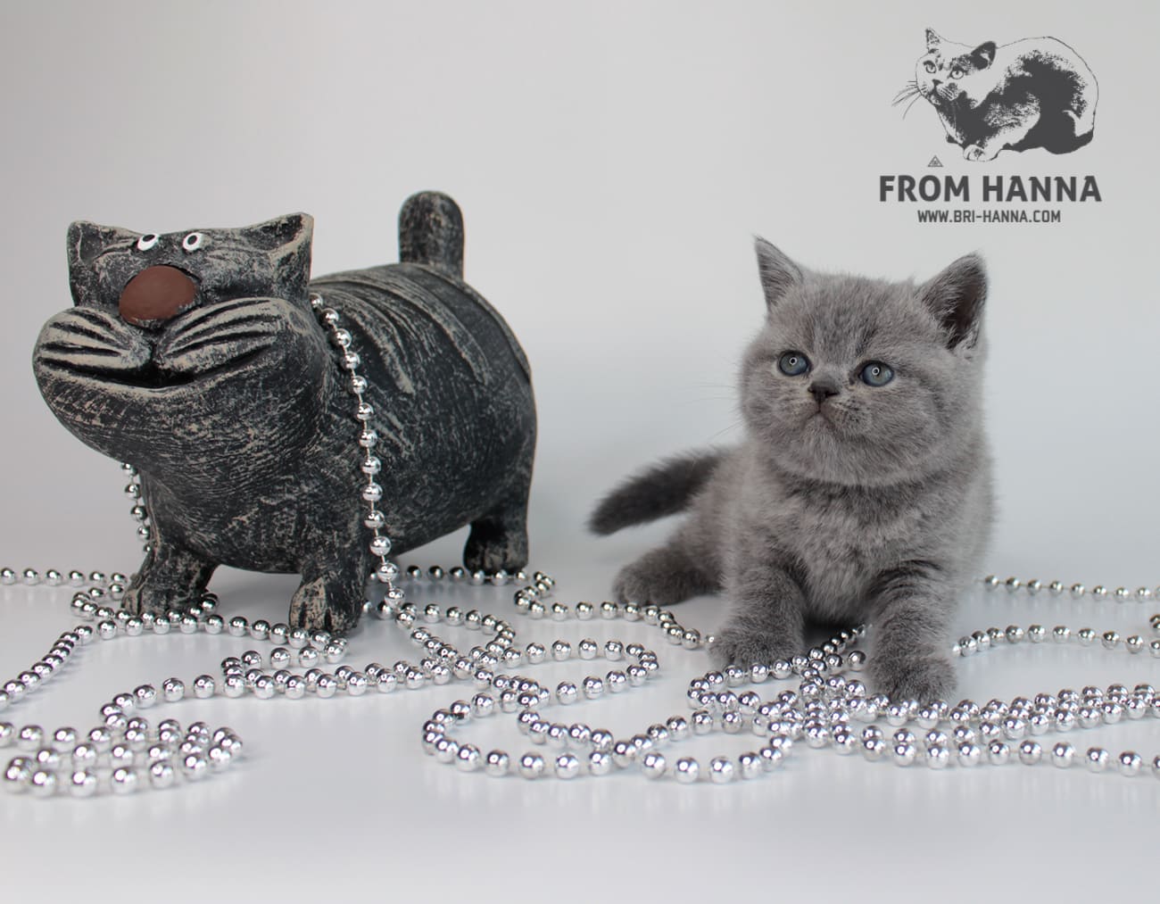 Британский котёнок Grady from Hanna - bri-hanna.com